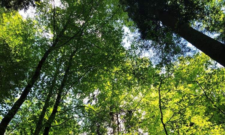 Bosno moja, divna mila...|Prašuma Janj na listi UNESCO-a obogatila ...